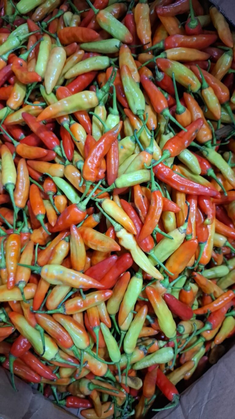 Cabai Rawit Merah: Si Kecil Yang Bikin Hidup Lebih Berwarna!