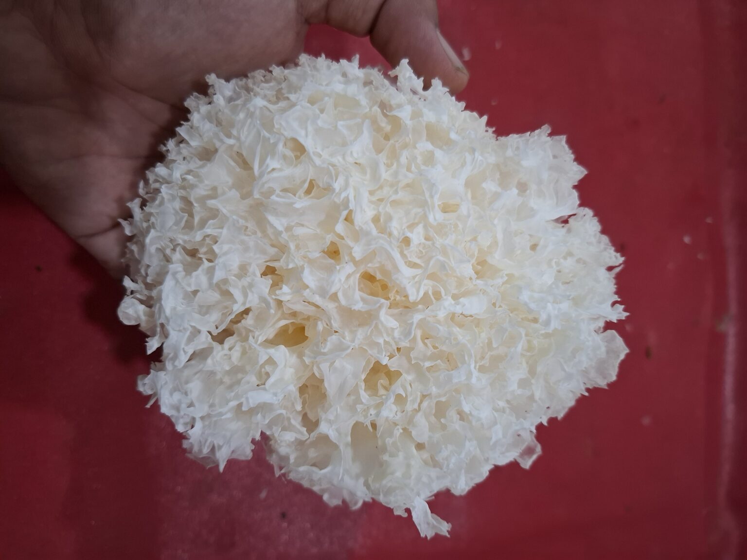 Jamur Salju: Si Putih Lembut Yang Kaya Manfaat Dan Lezat